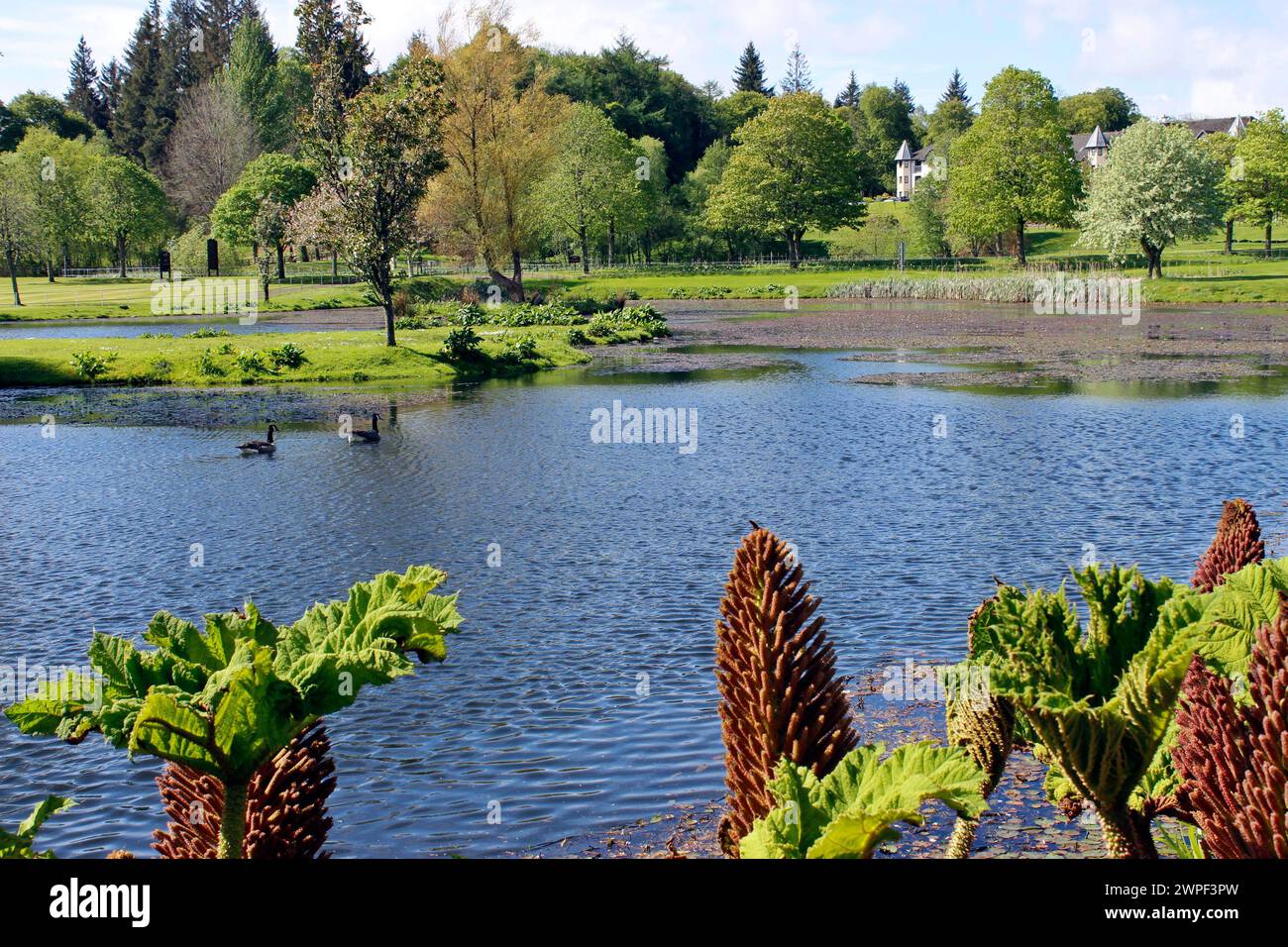 Trees & Plants Surround A Loch Stock Photo - Alamy