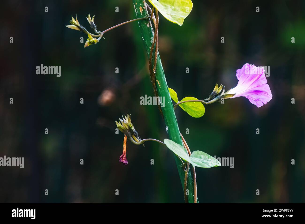 Backyard garden morning glory Stock Photo - Alamy