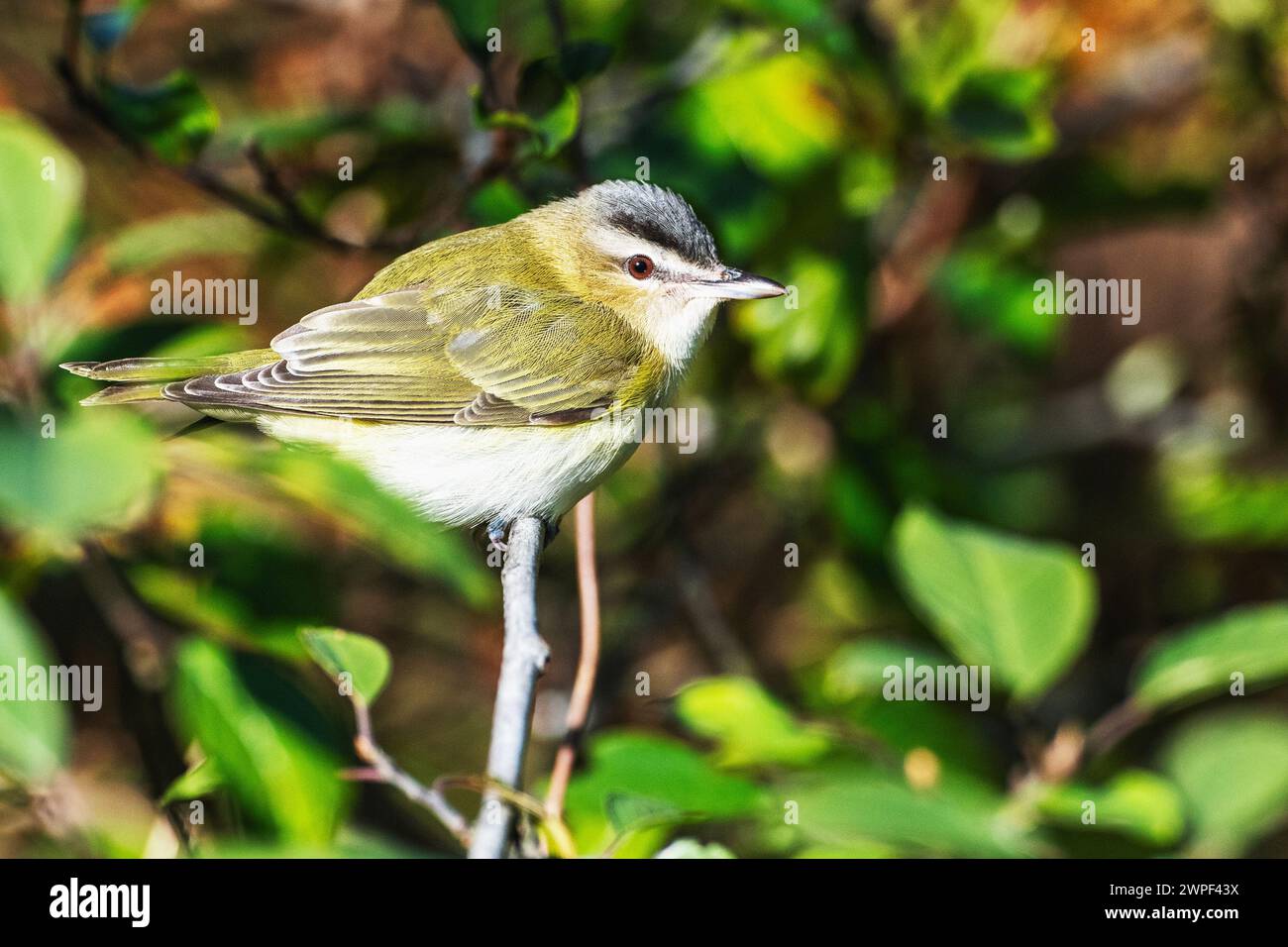 Red-eyed vireo during fall migration Stock Photo - Alamy