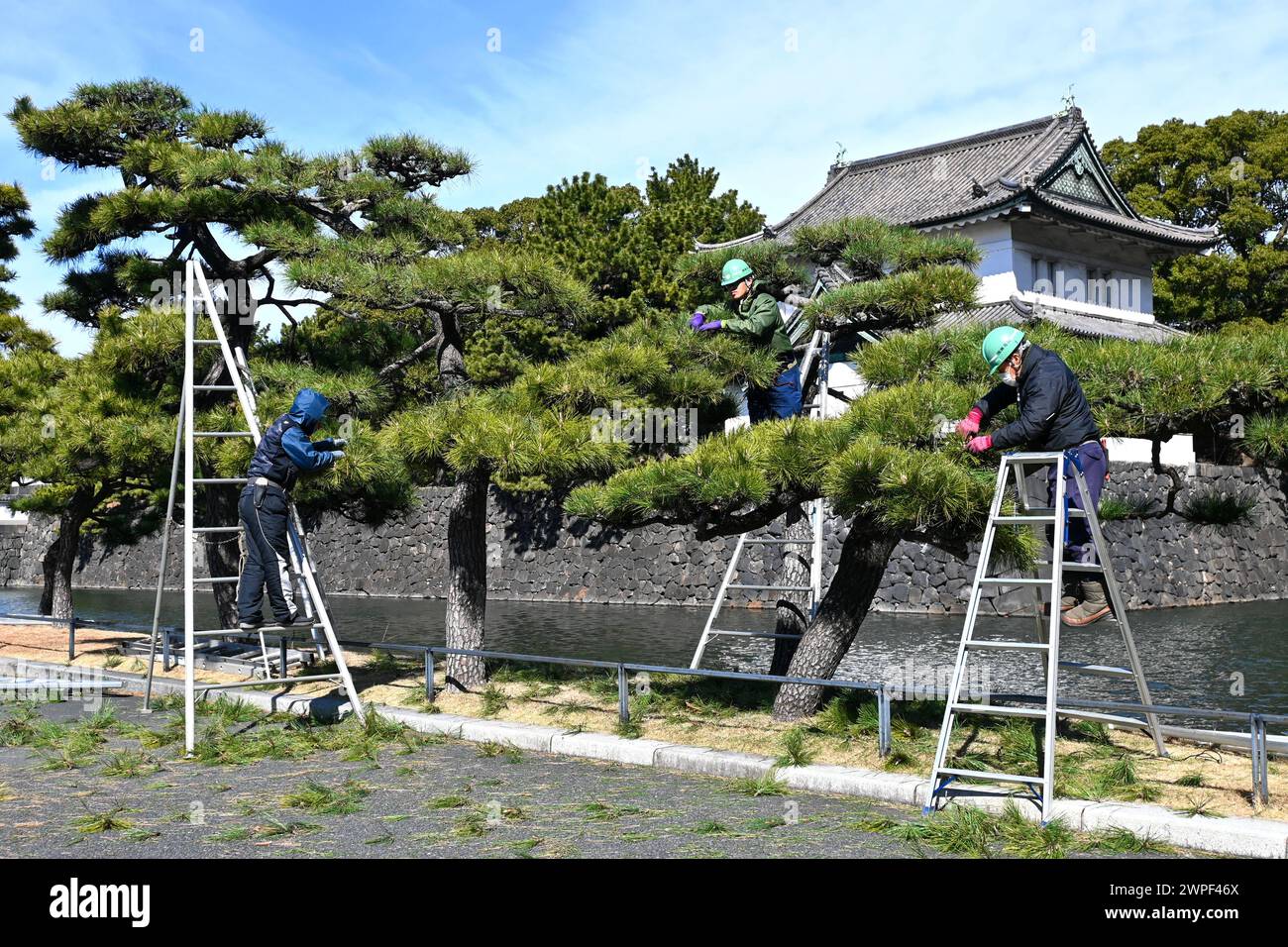 Workers on ladders trimming pine trees in Kokyo Gaien National Garden ...