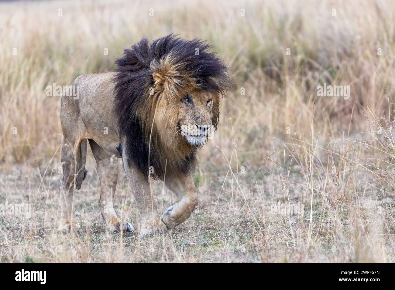 Adult male lion emerging from the red oat grass of the Masai Mara, This ...