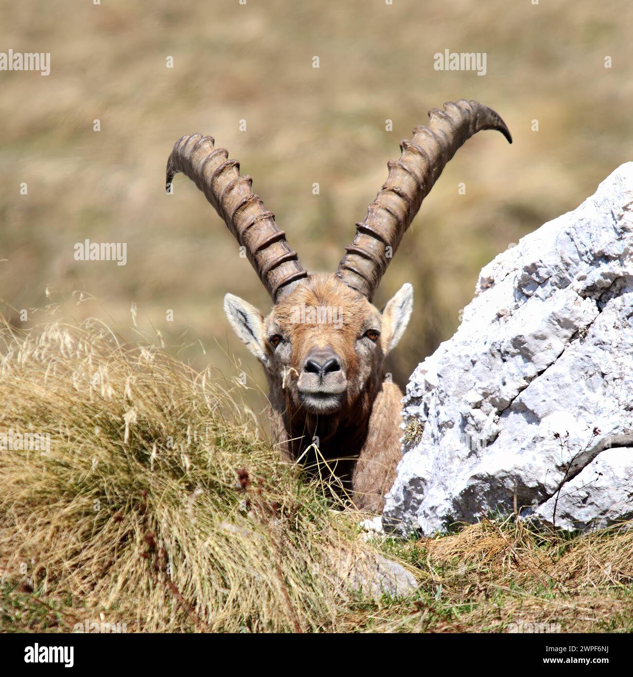 Ibex goat hi-res stock photography and images - Alamy