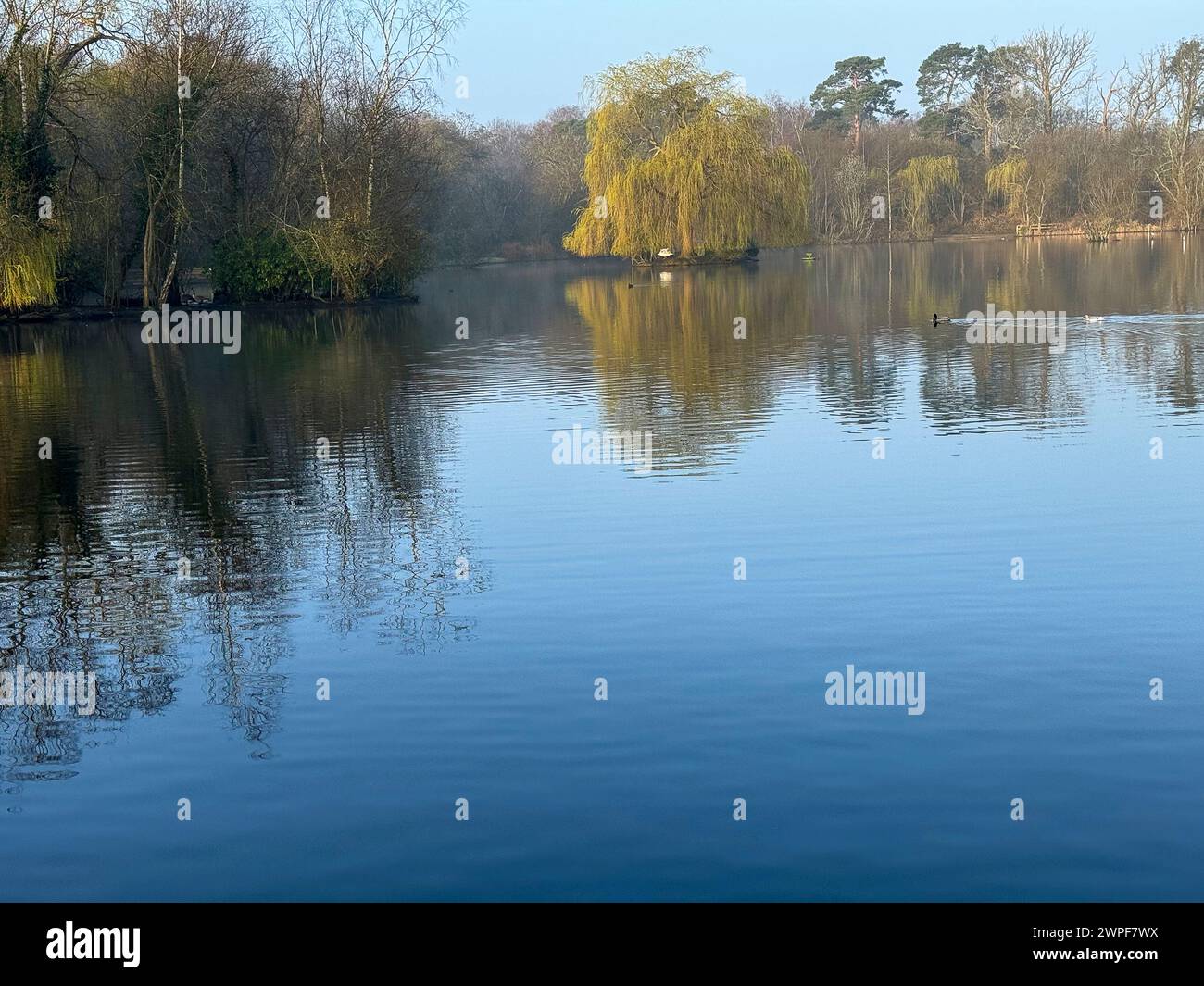 Guildford, UK. 07th Mar, 2024. Brittens Pond, Worplesdon. 07th March ...
