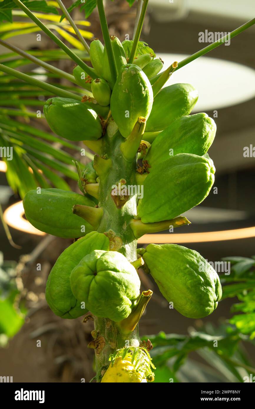 Tropical green papaya fruits hi-res stock photography and images - Alamy