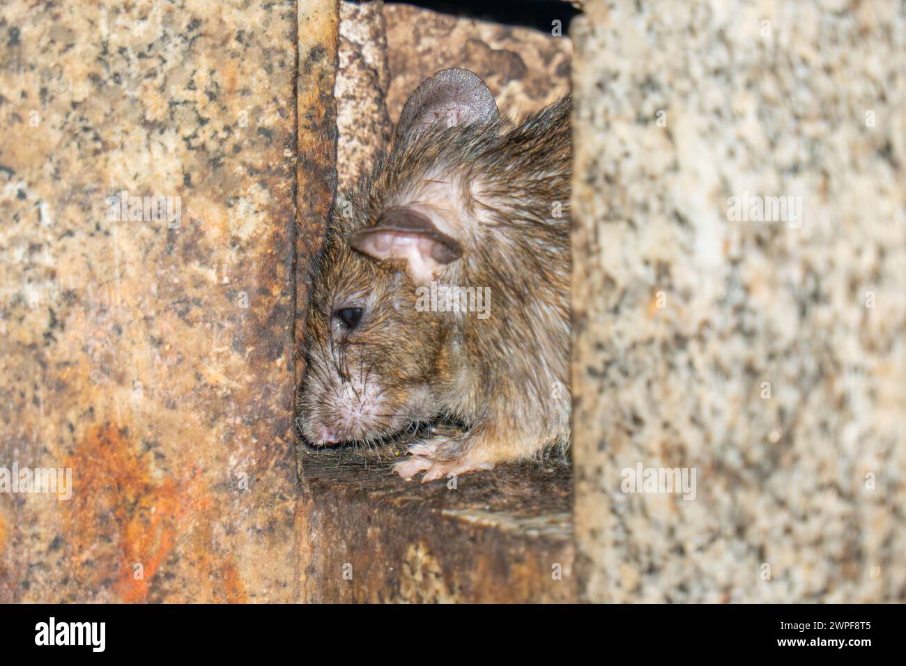 Rats drinking milk provided for them at Karni Mata, Rat Temple ...