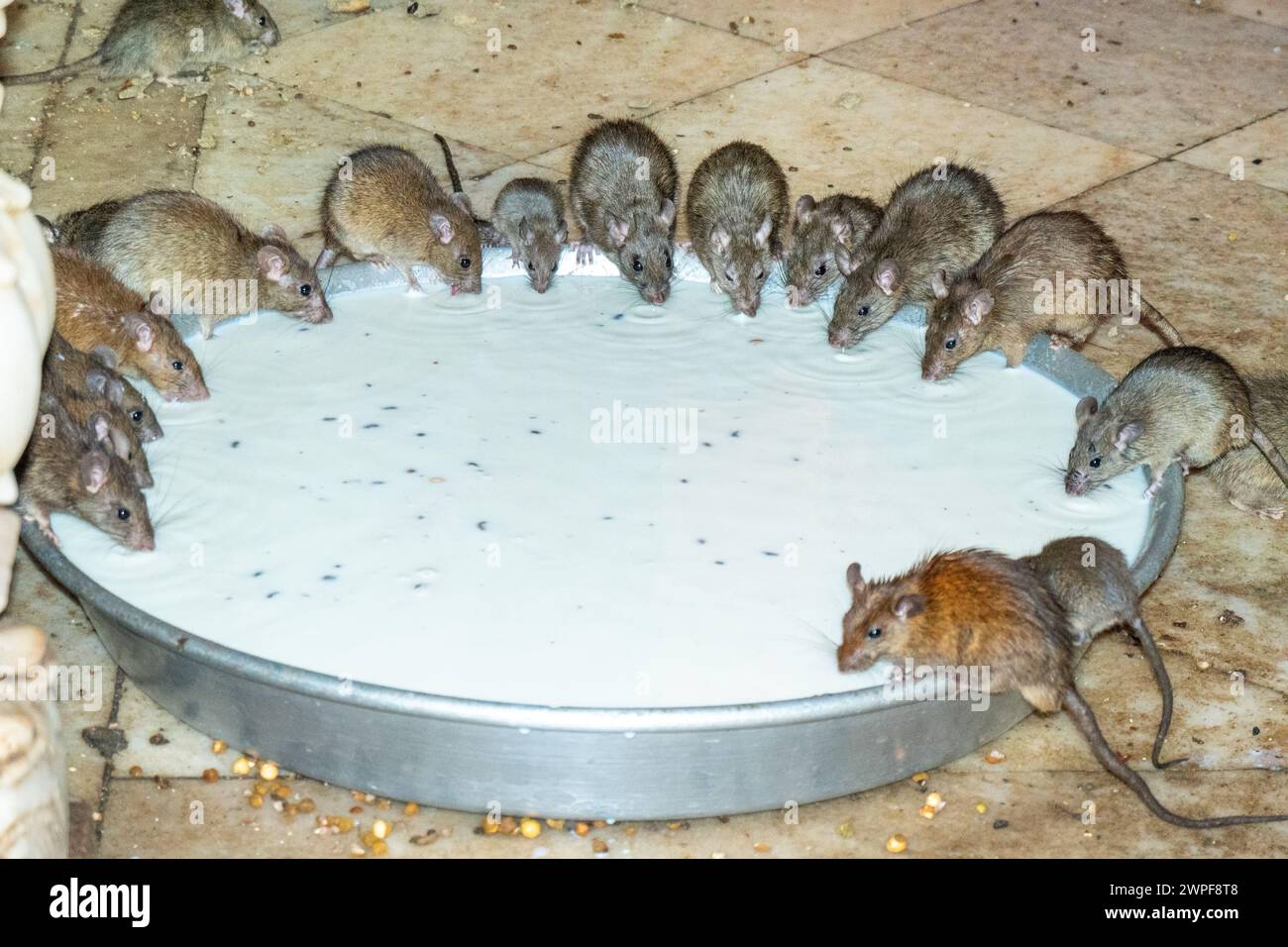 Rats drinking milk provided for them at Karni Mata, Rat Temple ...
