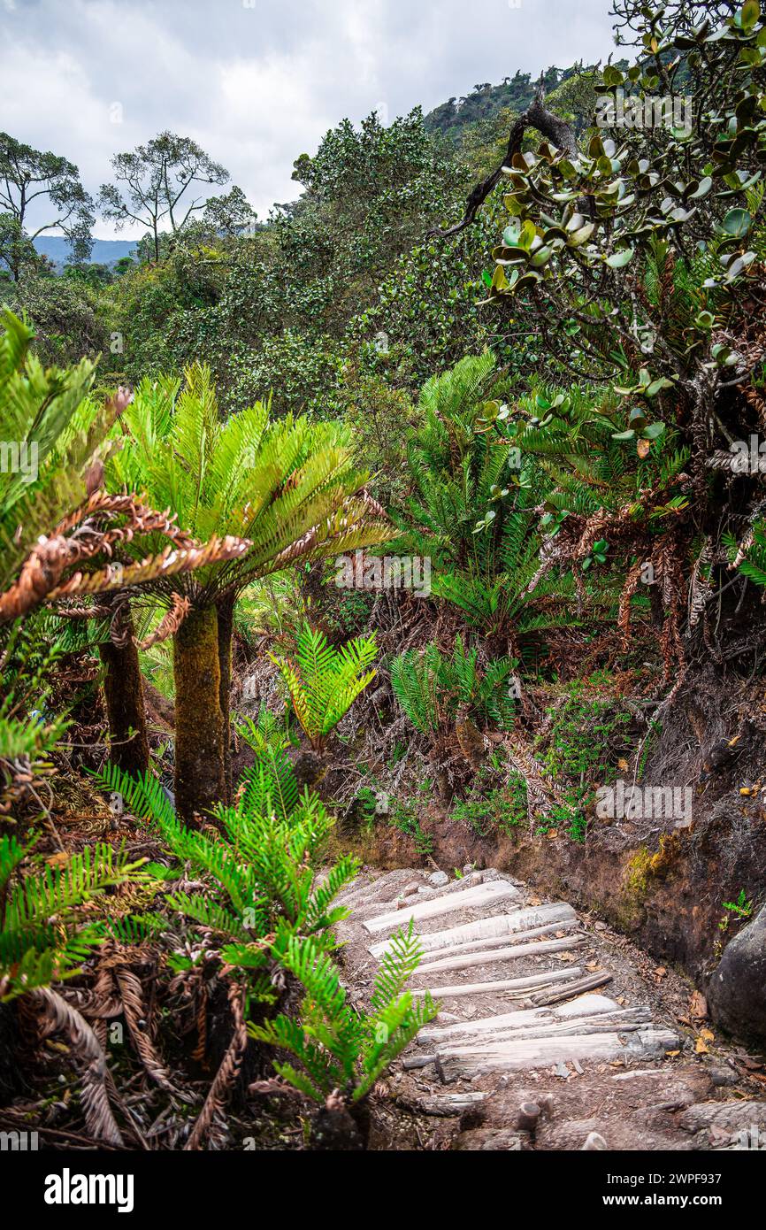 Puracé National Park, Cauca, Colombia Stock Photo - Alamy