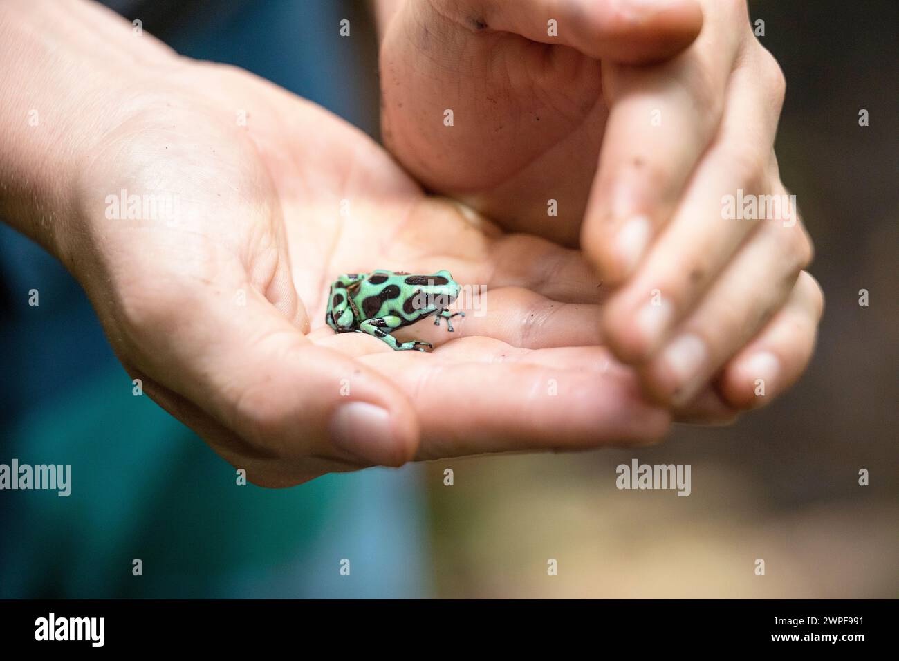 Kid tourist holding beautiful green-and-black poison dart frog ...