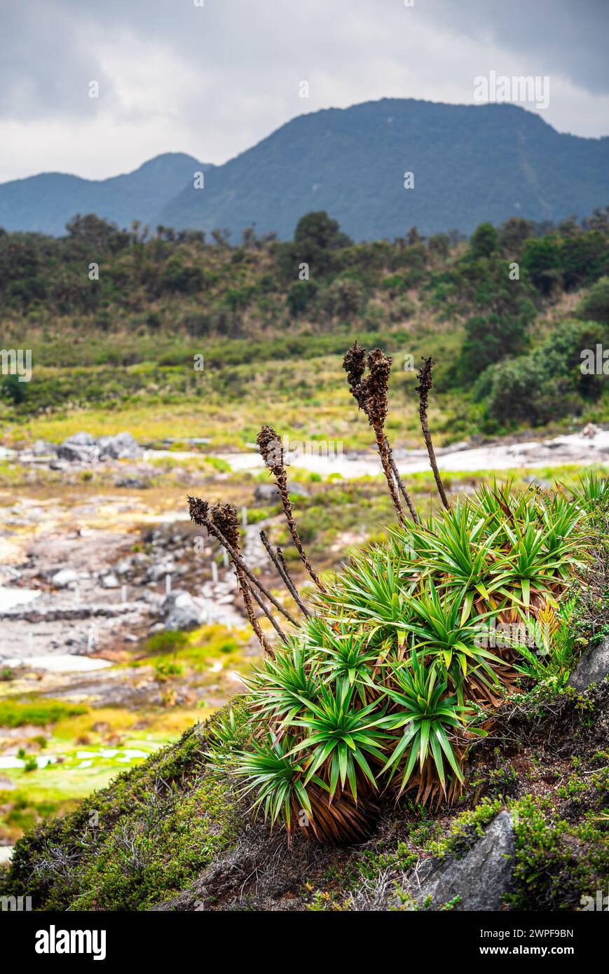 Puracé National Park, Cauca, Colombia Stock Photo - Alamy