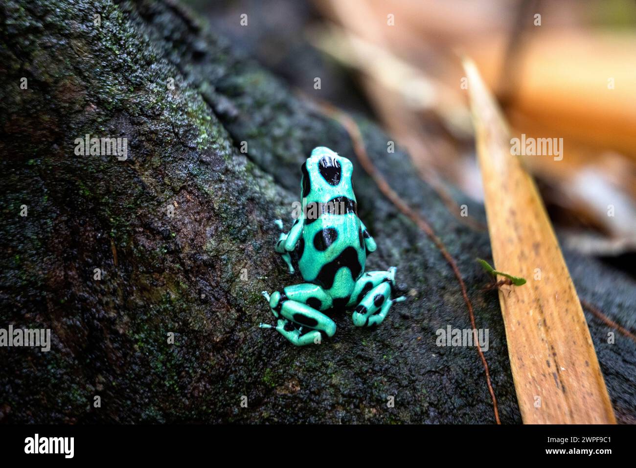Beautiful green-and-black poison dart frog (Dendrobates auratus) in his ...