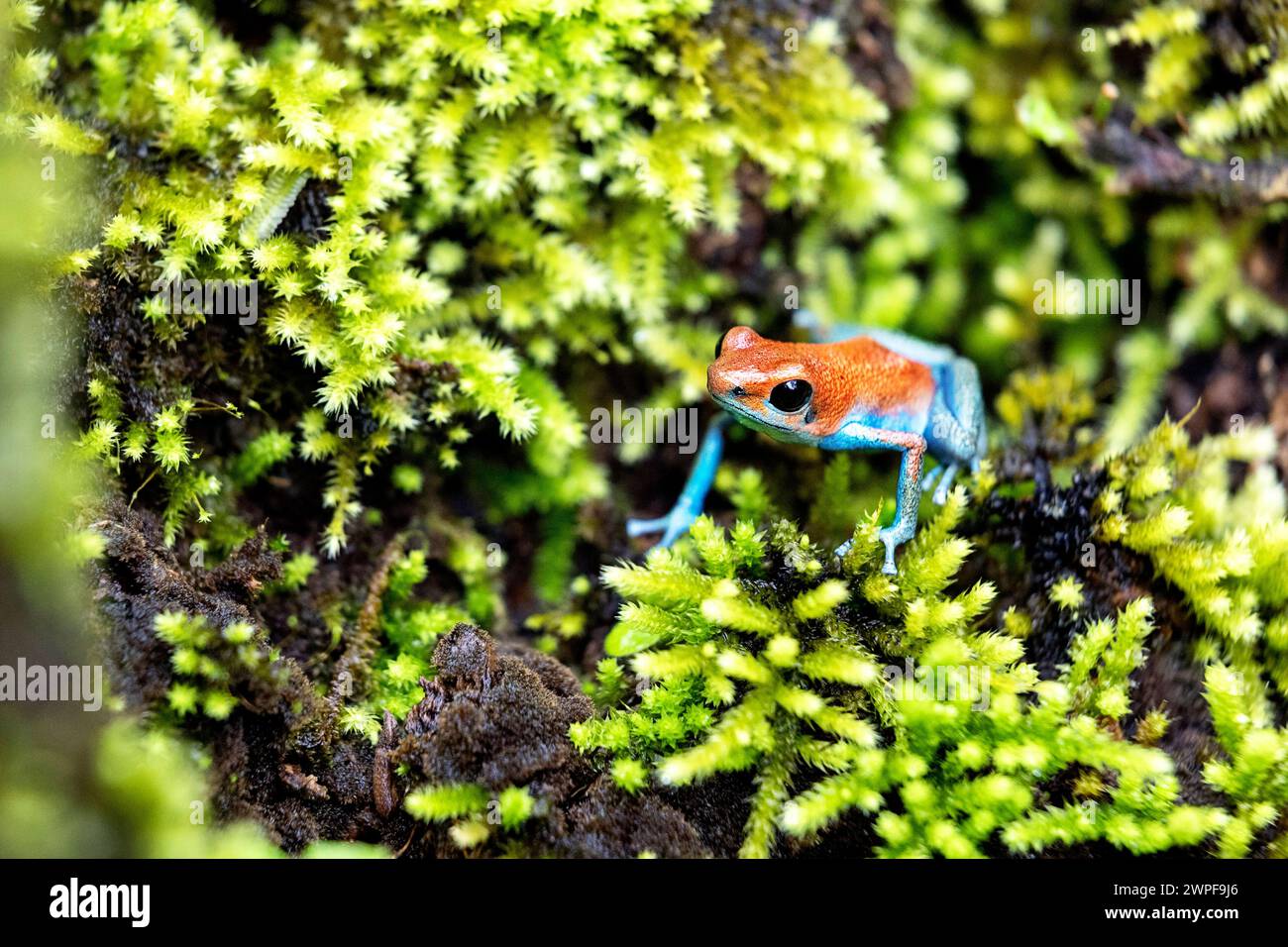 Beutiful red blue legged strawberry poison dart frog (Oophaga pumilio ...