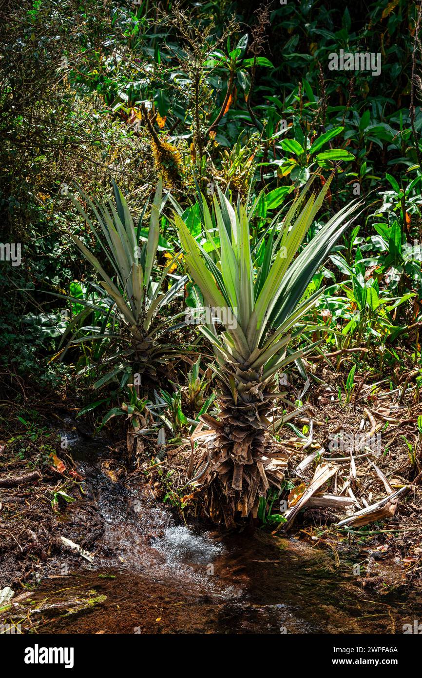 Termales purace hi-res stock photography and images - Alamy