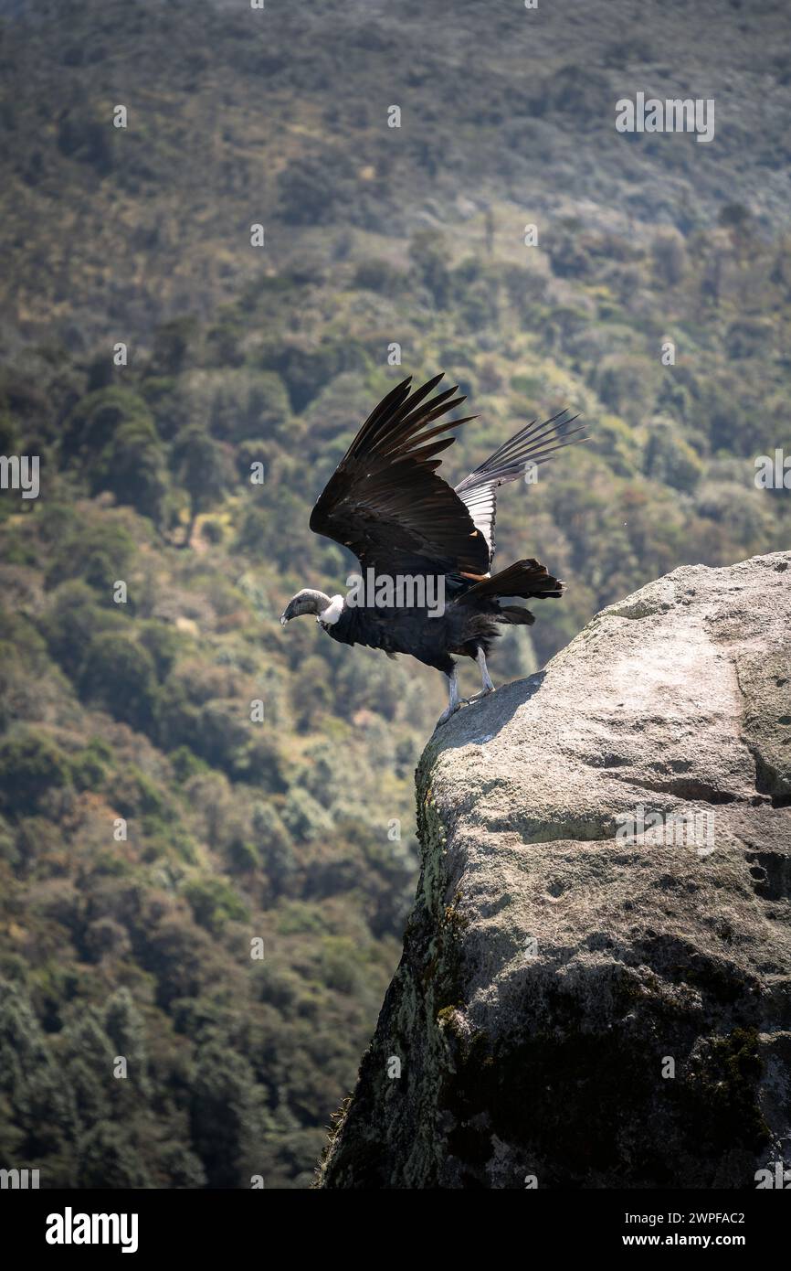 Condor flying in Cauca, Colombia Stock Photo - Alamy
