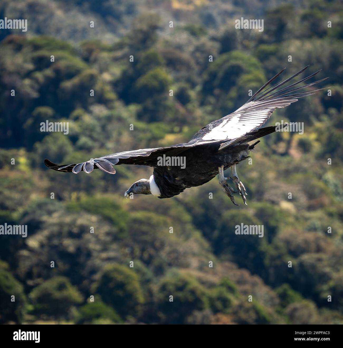 Condor flying in Cauca, Colombia Stock Photo - Alamy