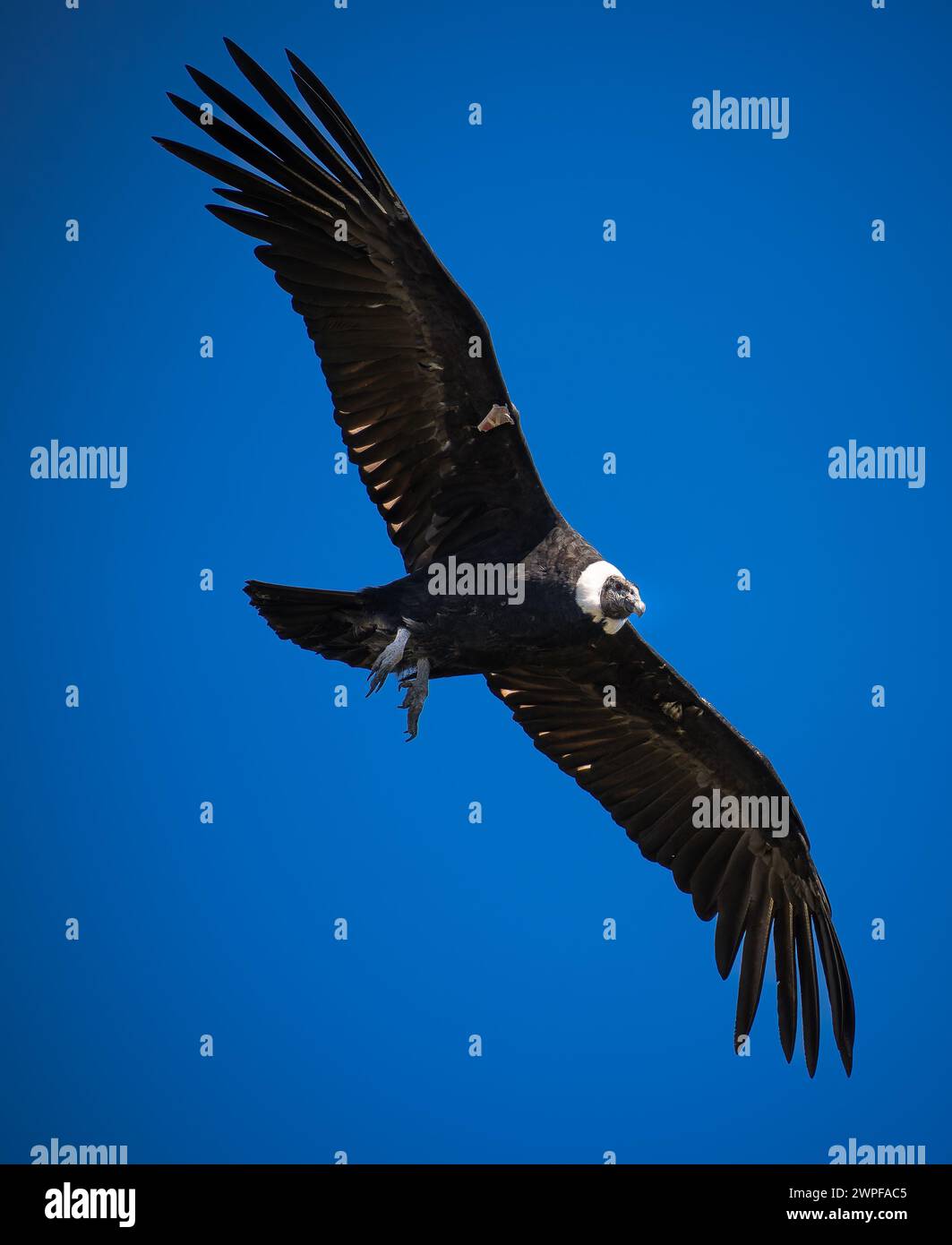 Condor flying in Cauca, Colombia Stock Photo - Alamy