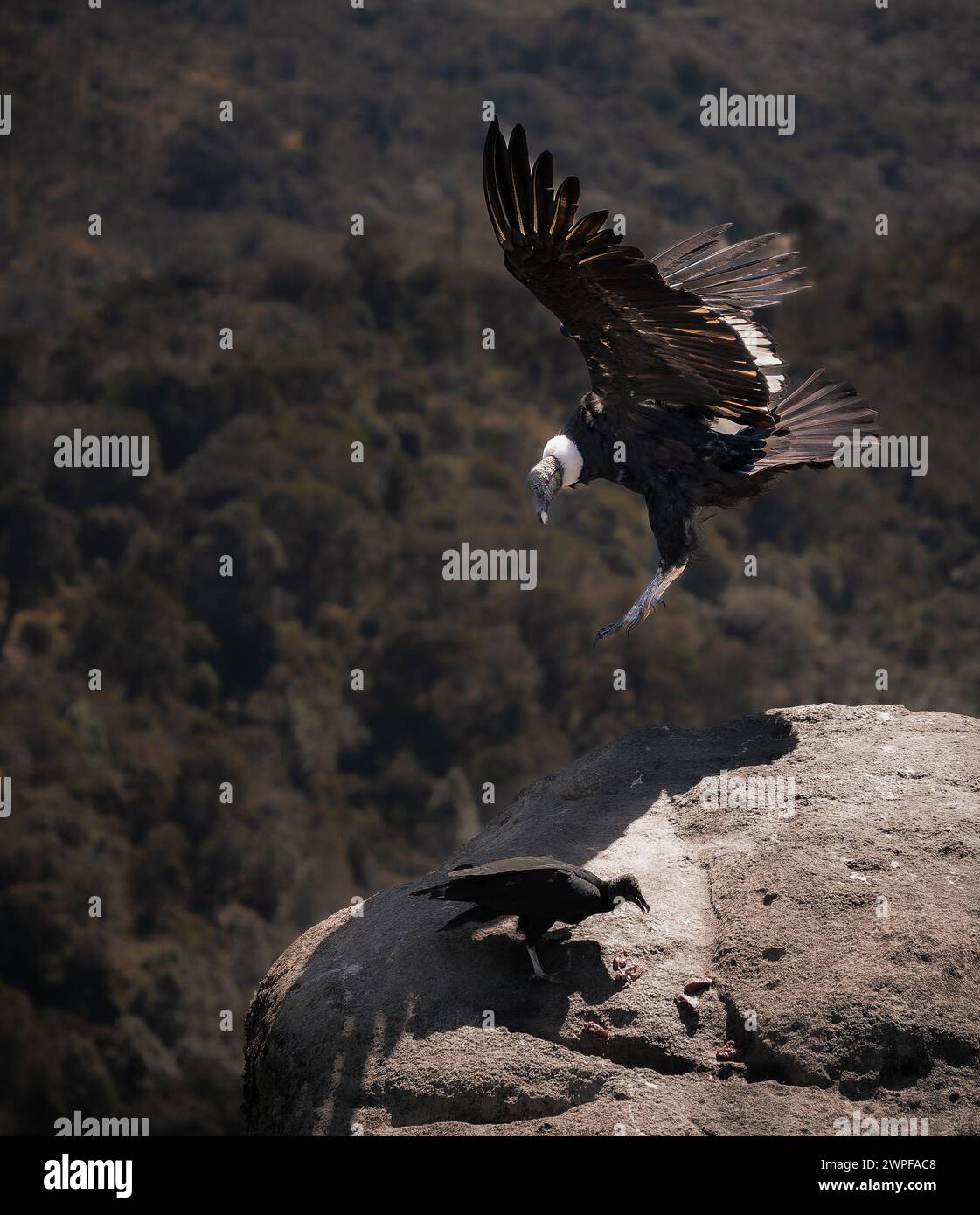 Condor flying in Cauca, Colombia Stock Photo - Alamy