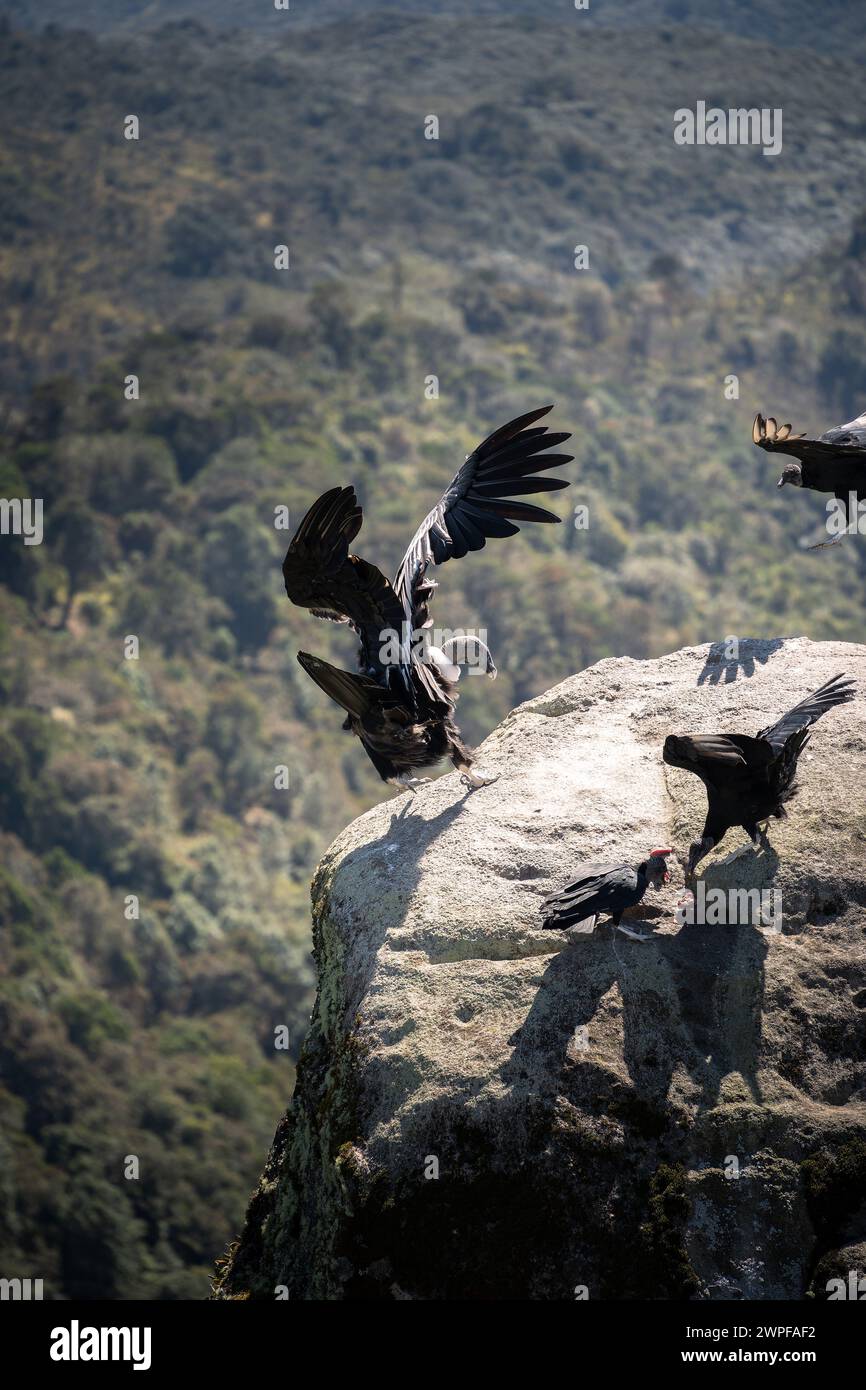 Condor flying in Cauca, Colombia Stock Photo - Alamy