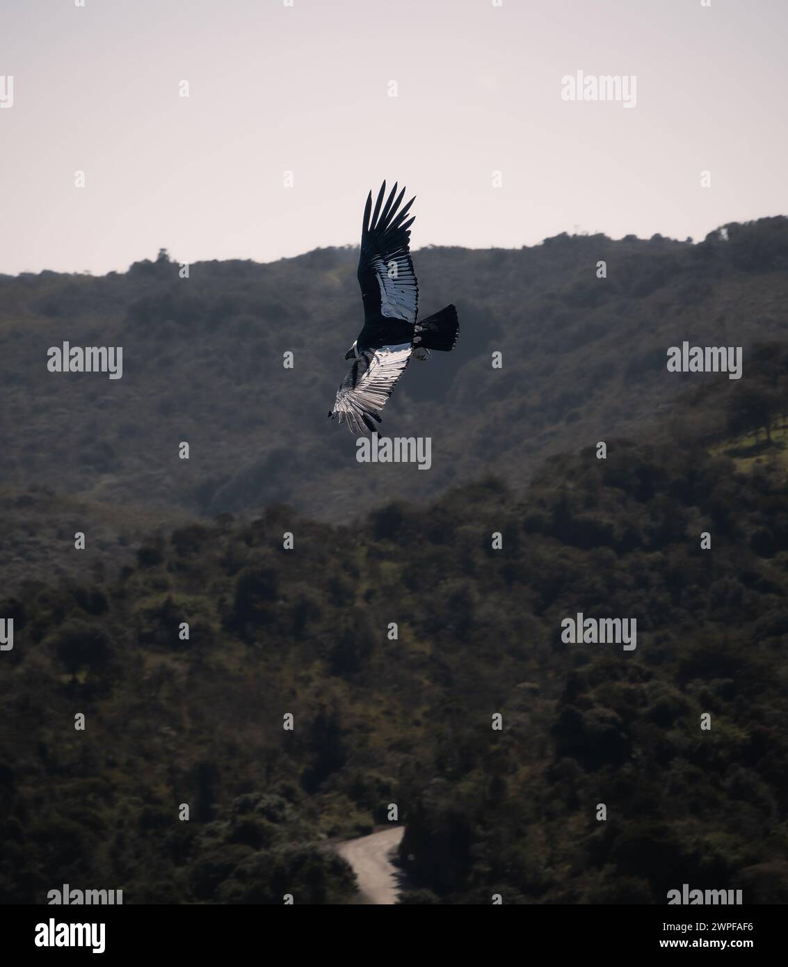 Condor flying in Cauca, Colombia Stock Photo - Alamy