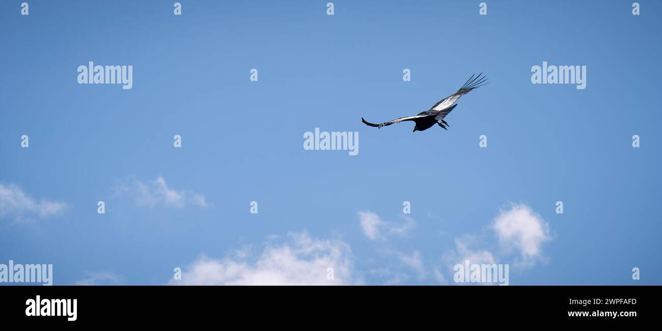 Condor flying in Cauca, Colombia Stock Photo - Alamy