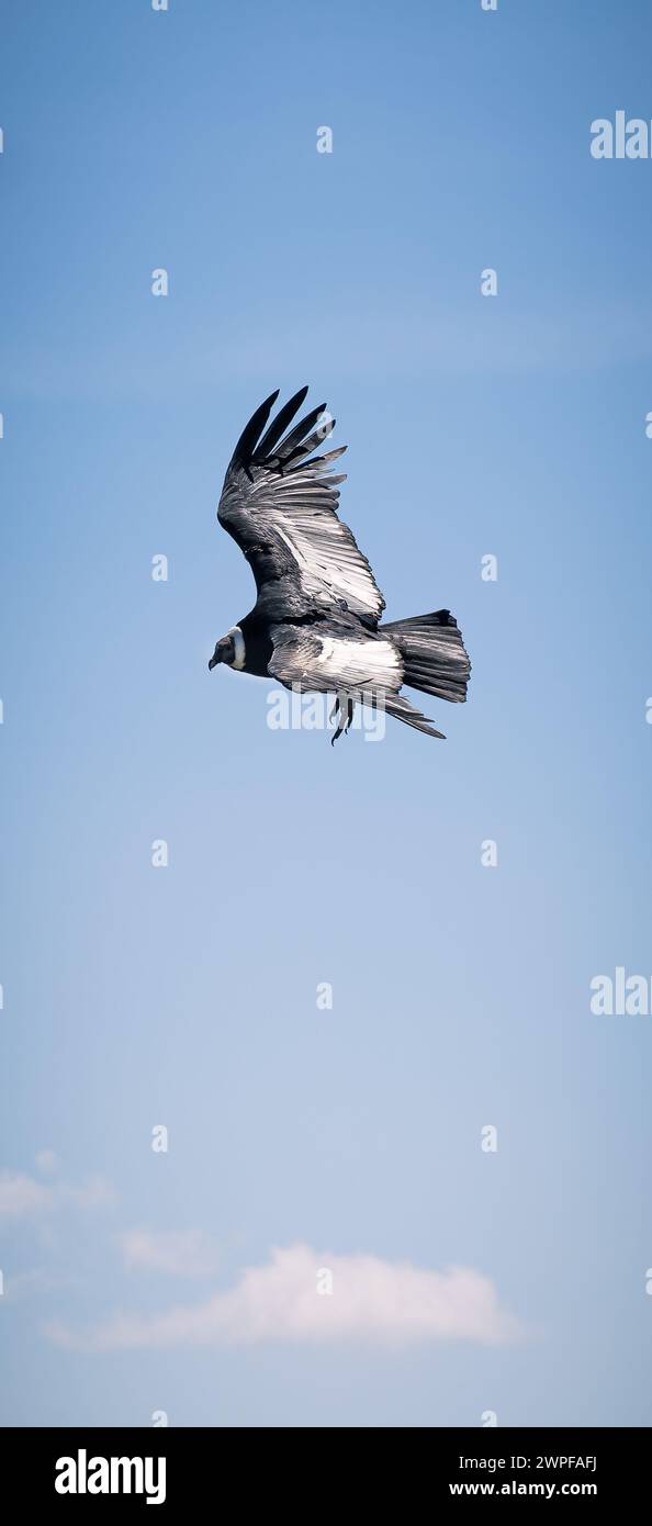 Condor flying in Cauca, Colombia Stock Photo - Alamy