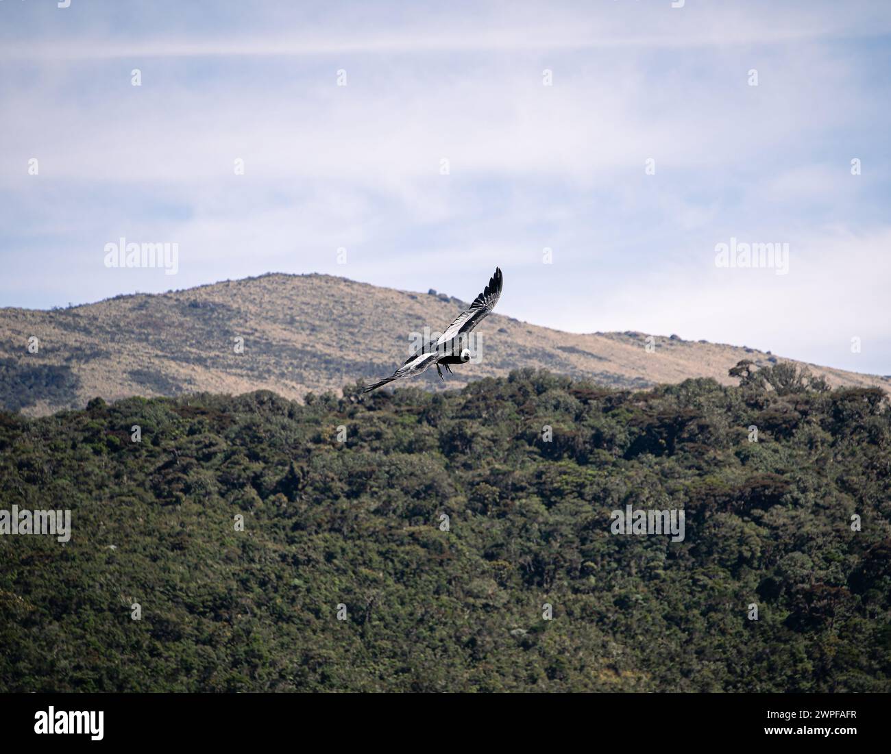 Condor flying grand canyon hi-res stock photography and images - Alamy