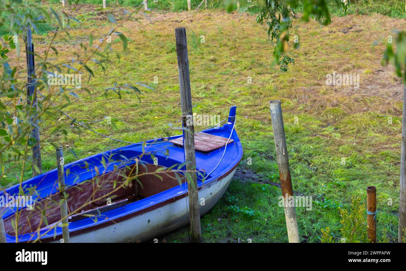 blue boat stranded on wet grass. green vegetation and old wooden trunks ...