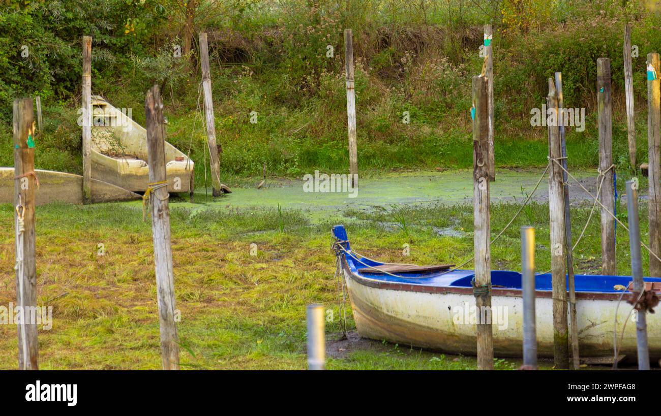 boats stranded on the shore of a lake on mud and wet green grass, tied ...