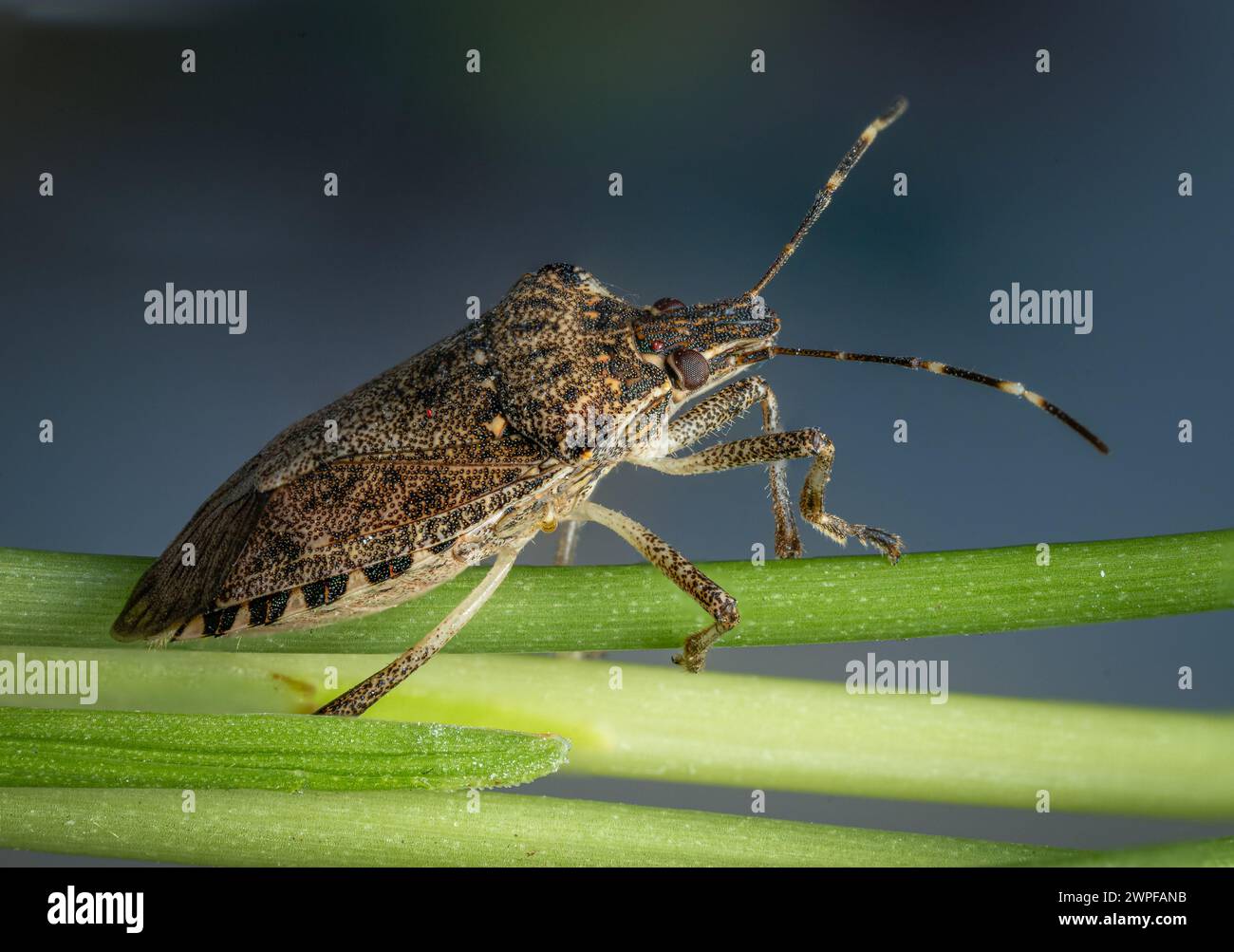 Brown marmorated stink bug macro image Stock Photo - Alamy