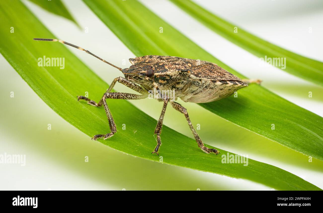 Brown marmorated stink bug macro image Stock Photo - Alamy