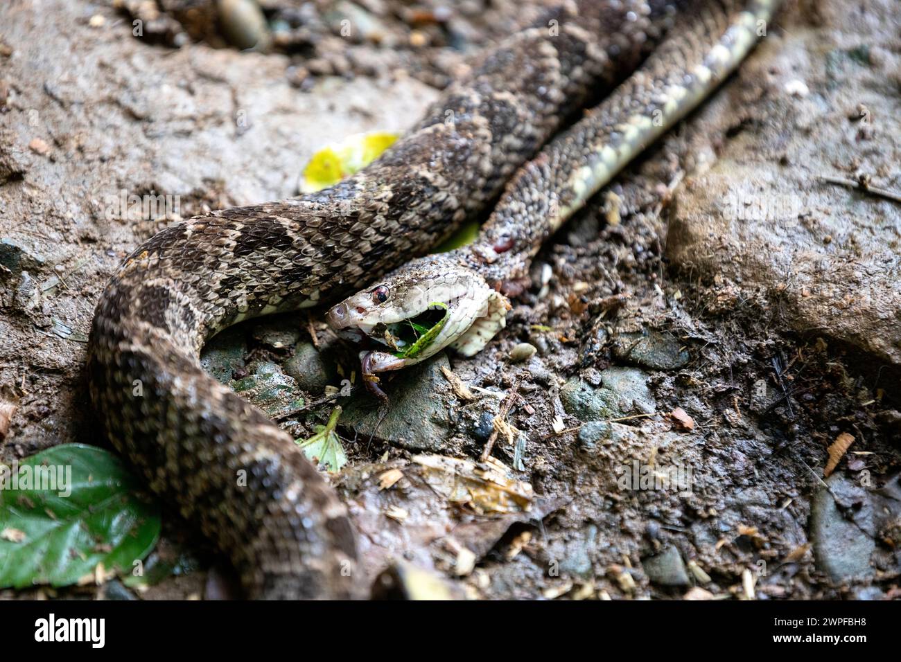 A dead poisonous snake Fer De Lance (Bothrops asper) on the ground of a ...