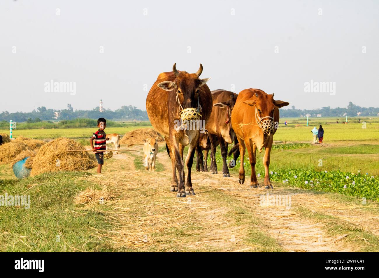 July ‎6, ‎2023, Nabinagar,Daily lifestyle street peoples of bangladesh ...