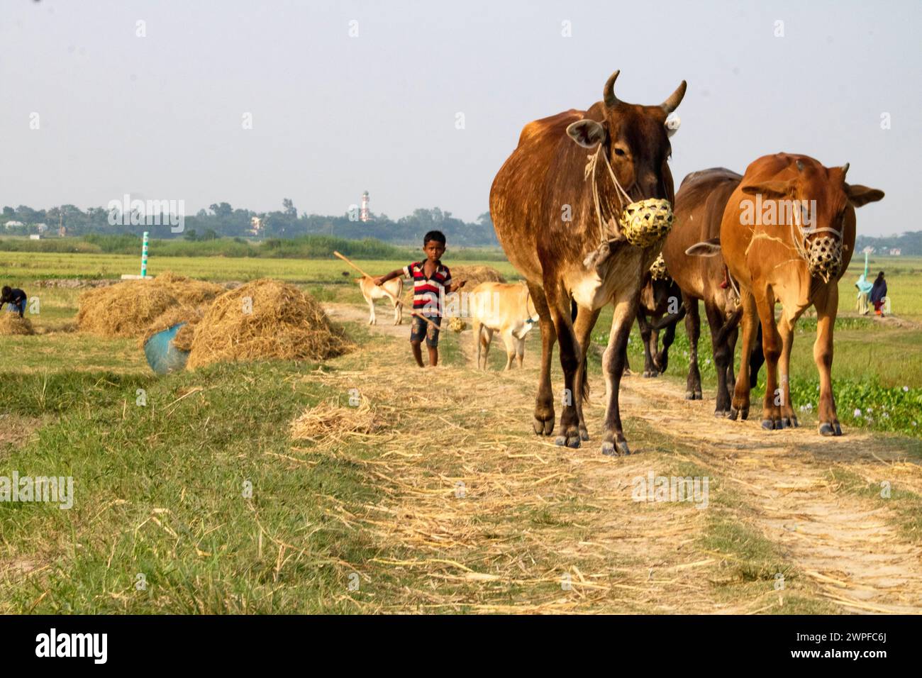 July ‎6, ‎2023, Nabinagar,Daily lifestyle street peoples of bangladesh,Rural scene with cows in ...