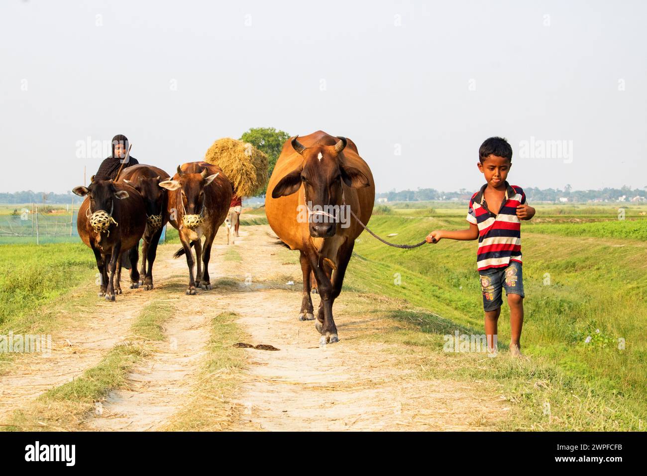 July ‎6, ‎2023, Nabinagar,Daily lifestyle street peoples of bangladesh,Rural scene with cows in ...