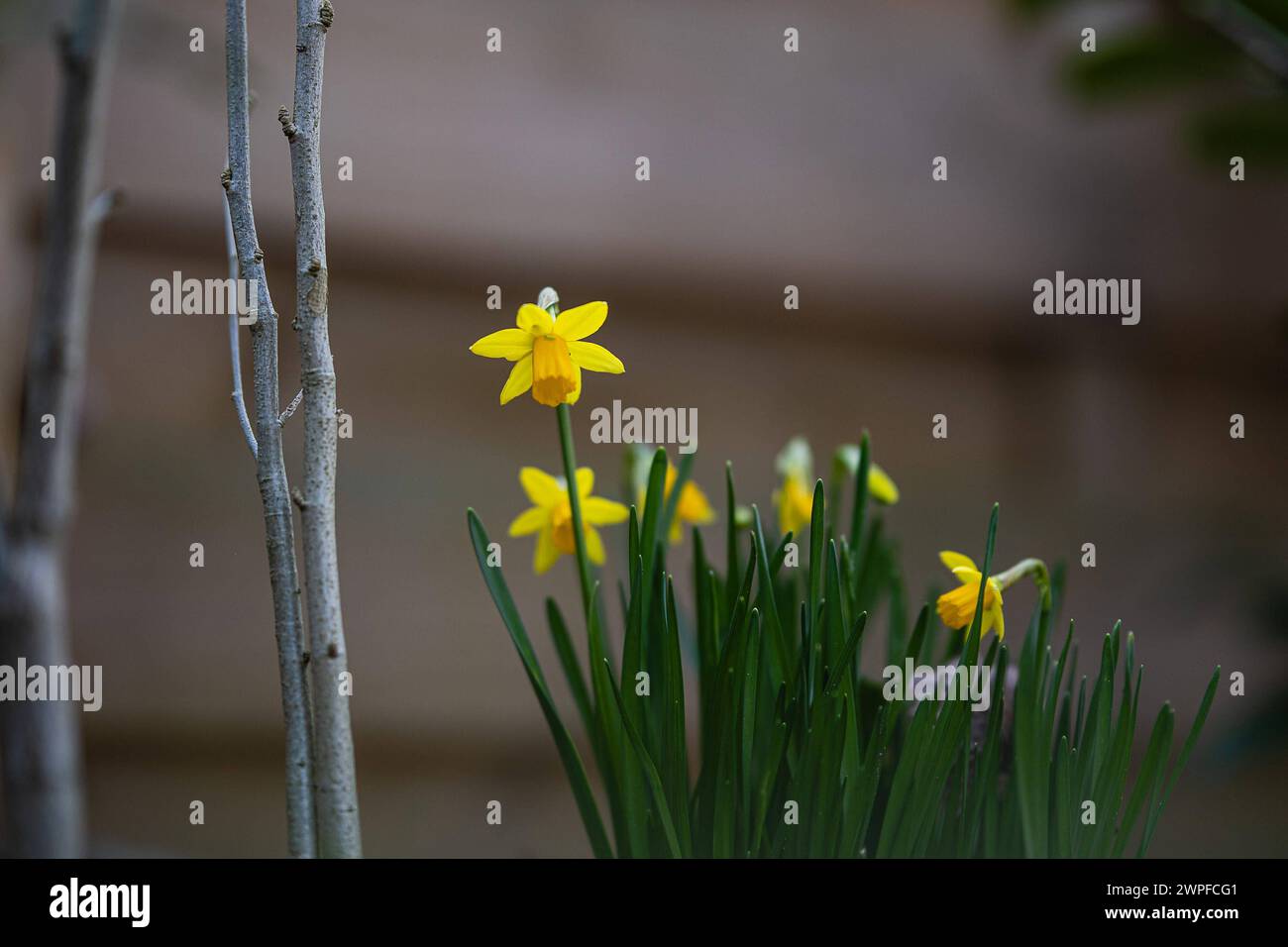 Gelbe Narzissen Narcissus pseudonarcissus oder auch Osterglöckchen am 07. März 2024 in ...
