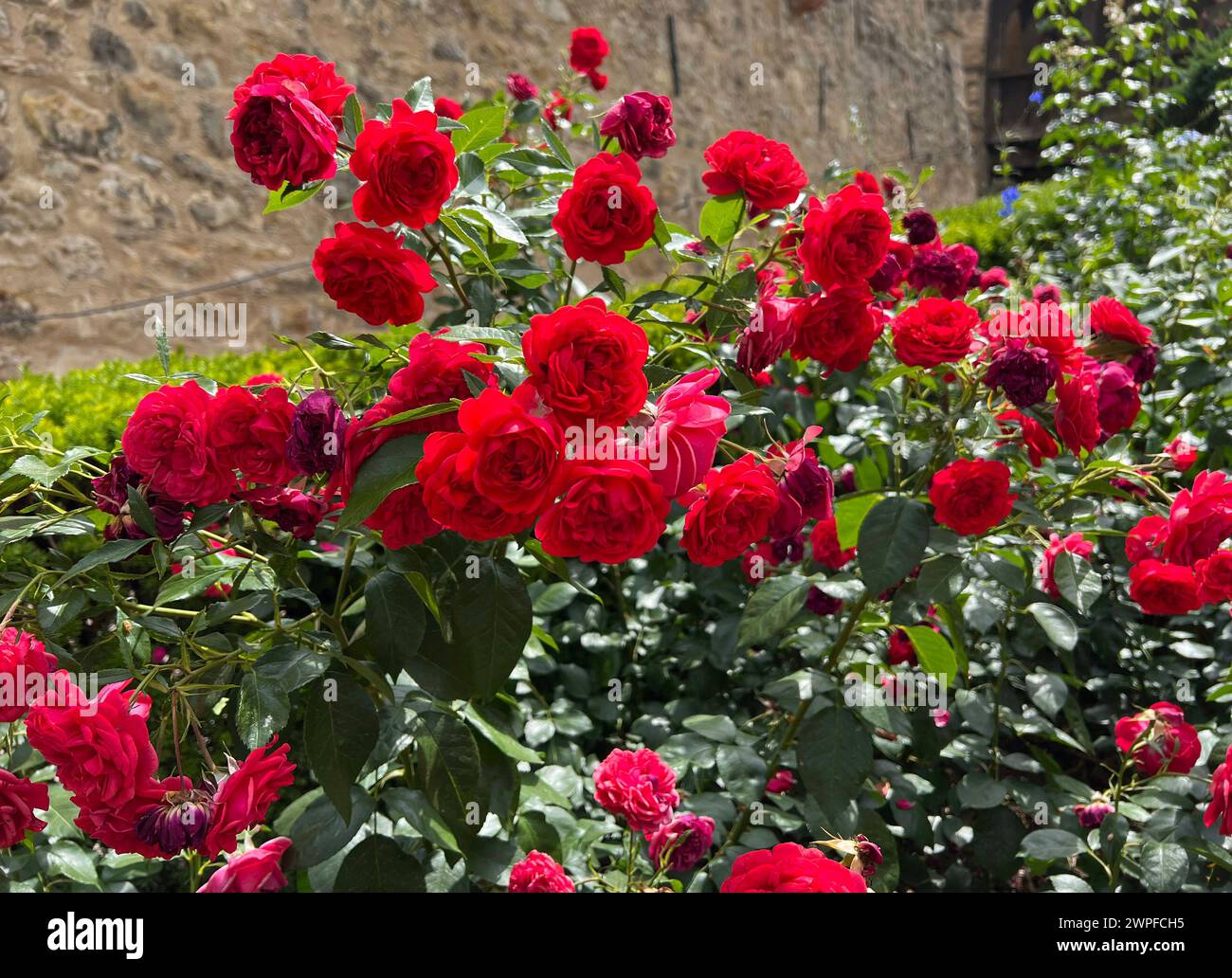 Out of Rosenheim, ist eine wunderschoene rote Beetrose, Out of ...