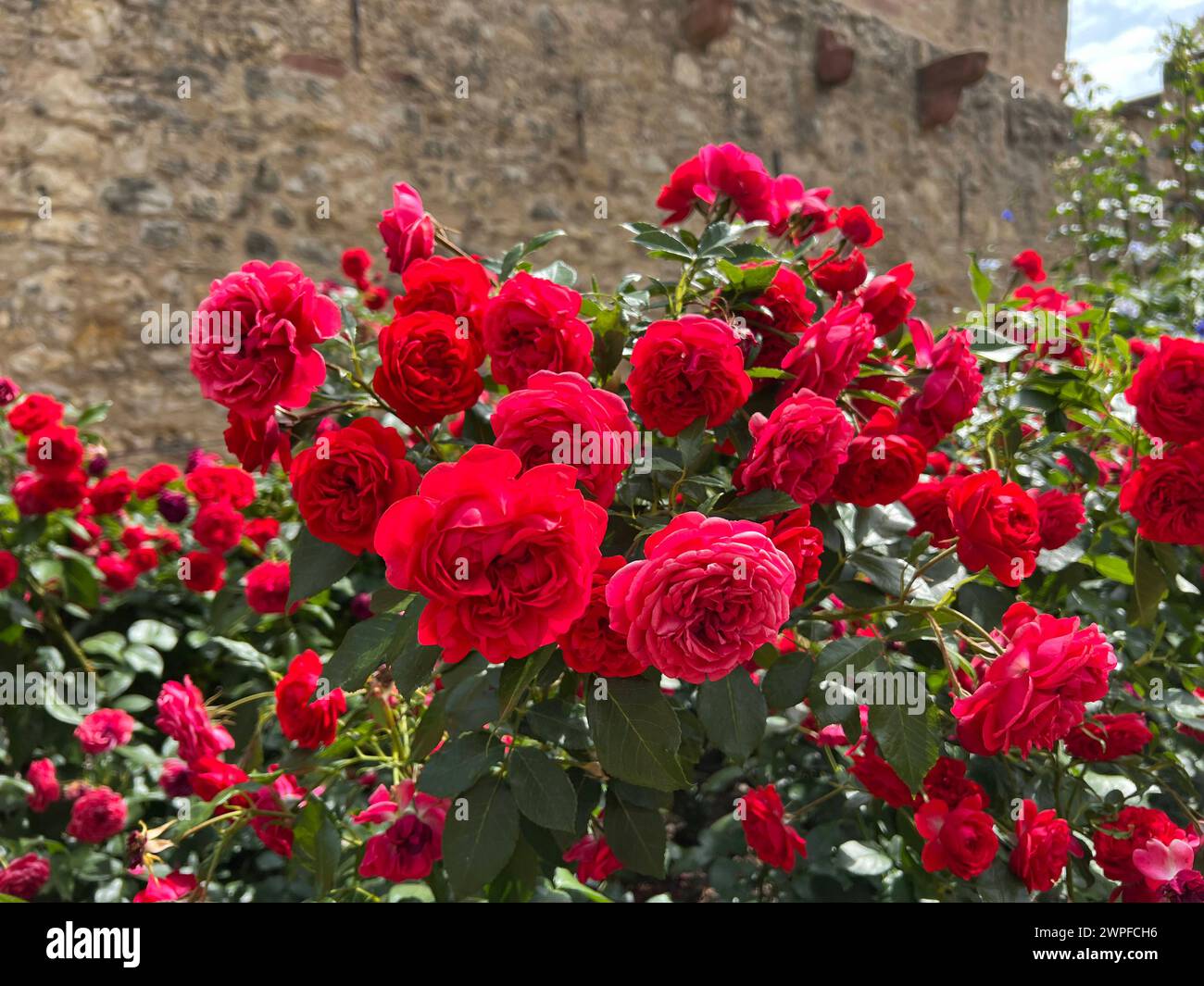 Out of Rosenheim, ist eine wunderschoene rote Beetrose, Out of ...