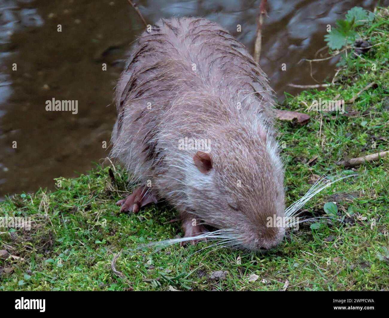 Big nutria hi-res stock photography and images - Alamy