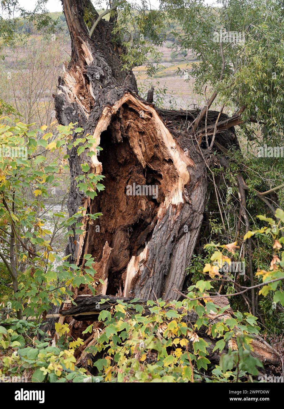 Verrottete Baeume oder Baumstuempfe sollten als wichtige Biotope ...