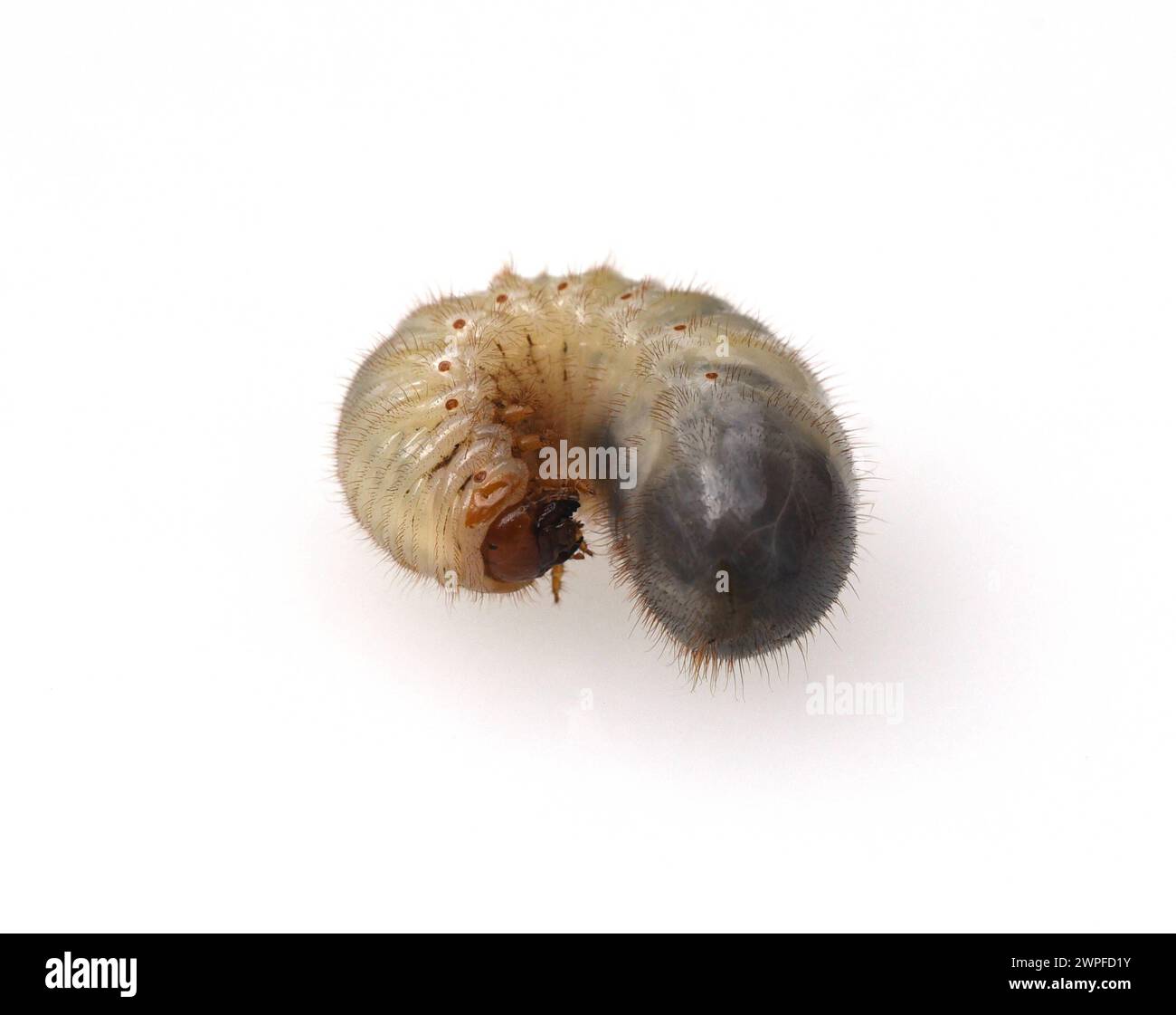 Rosenkaefer-Larve, Cetonia, aurata, sind hinten etwas dicker als vorn ...