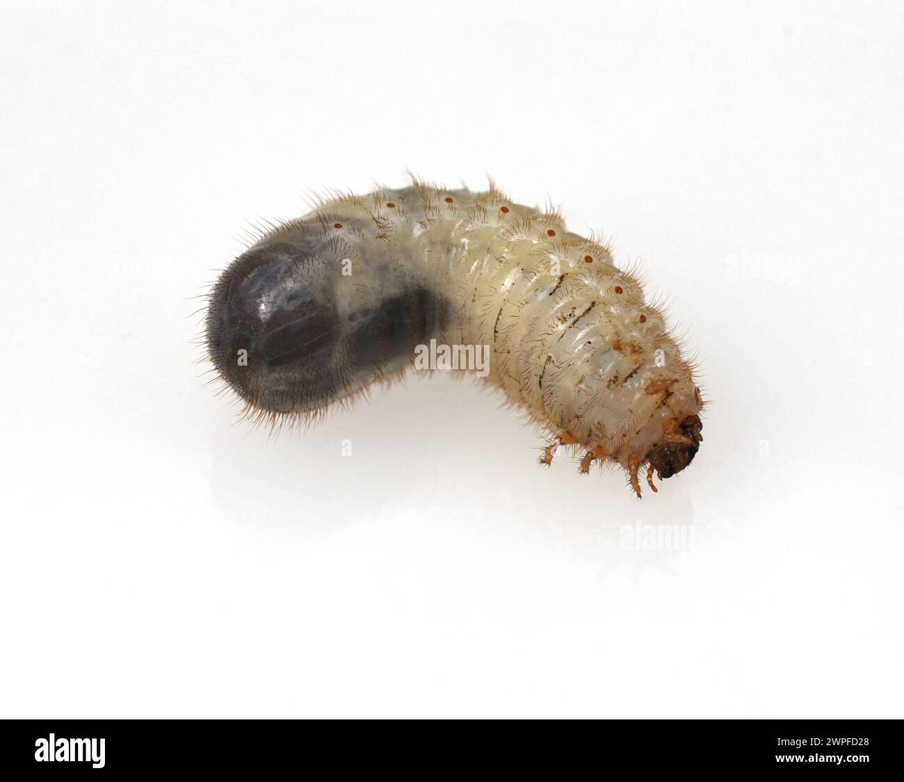 Rosenkaefer-Larve, Cetonia, aurata, sind hinten etwas dicker als vorn ...