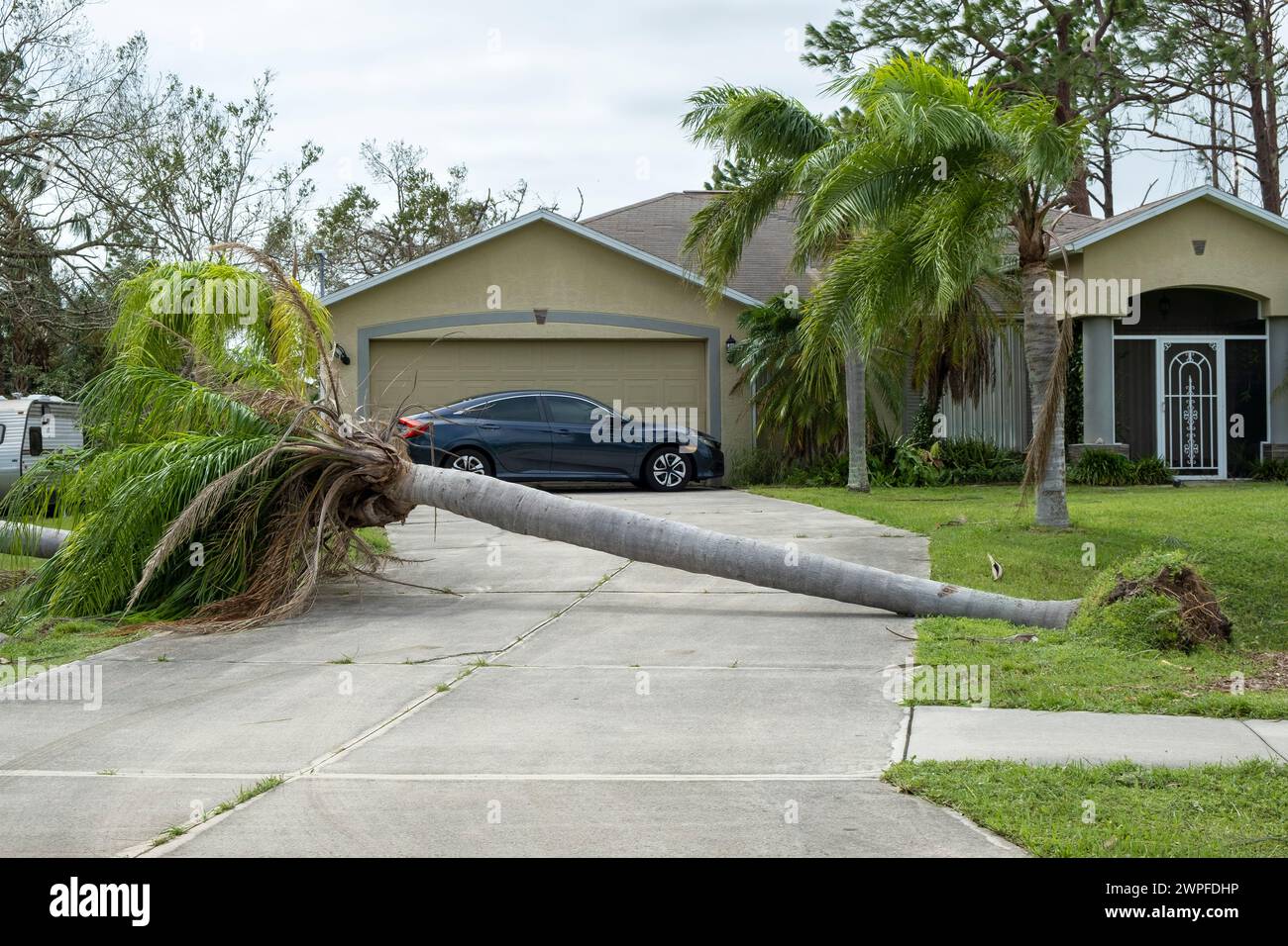 Uprooted palm tree hi-res stock photography and images - Alamy