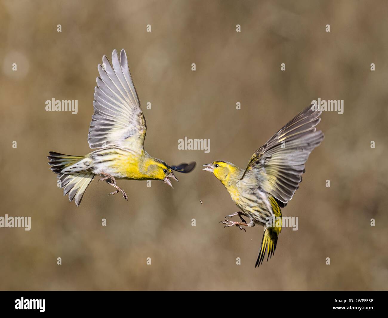 Siskins flying hi-res stock photography and images - Alamy