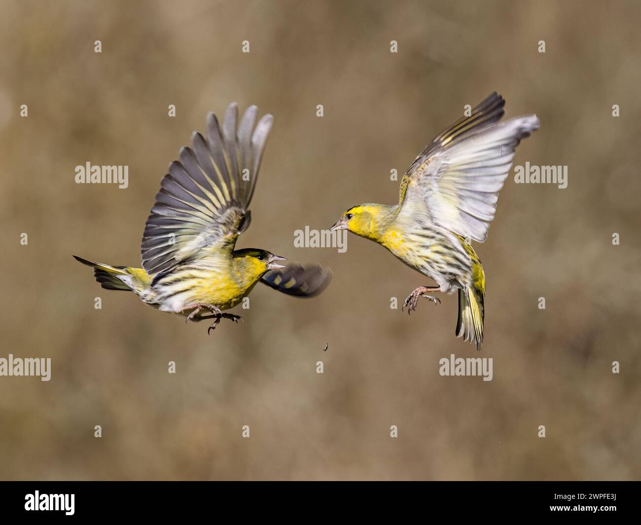 Siskins flying hi-res stock photography and images - Alamy