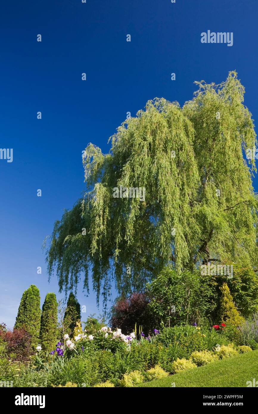 Spiraea japonica 'Gold Flame' - Spirea shrubs, pink Paeonia - Peony ...