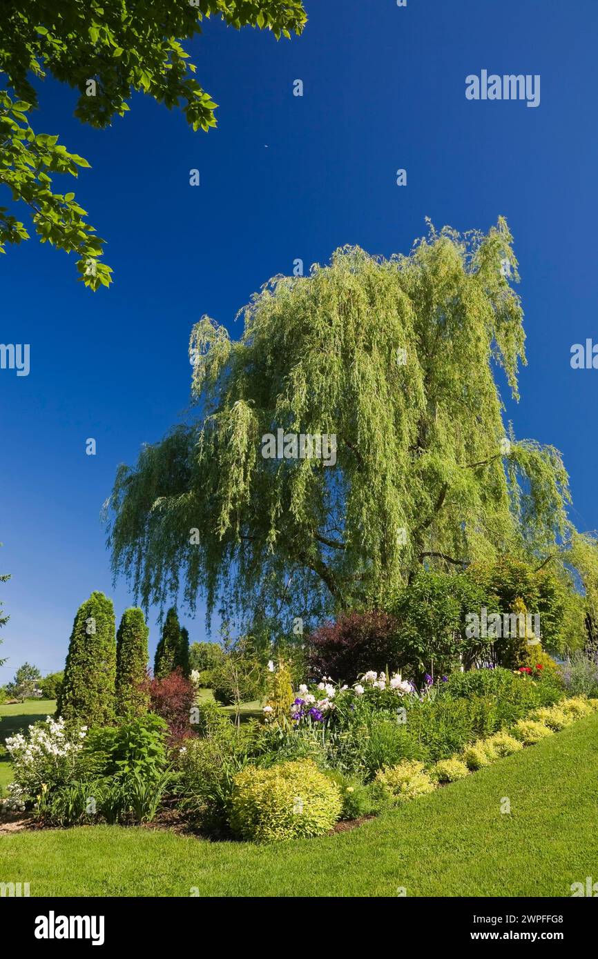 Spiraea japonica 'Gold Flame' - Spirea shrubs, pink Paeonia - Peony ...