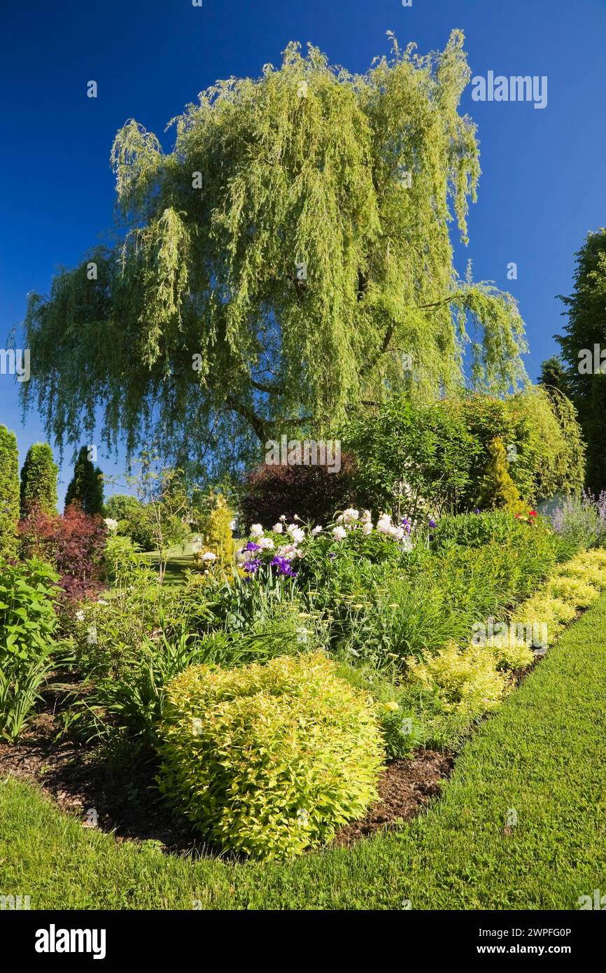 Spiraea japonica 'Gold Flame' - Spirea shrubs, pink Paeonia - Peony ...