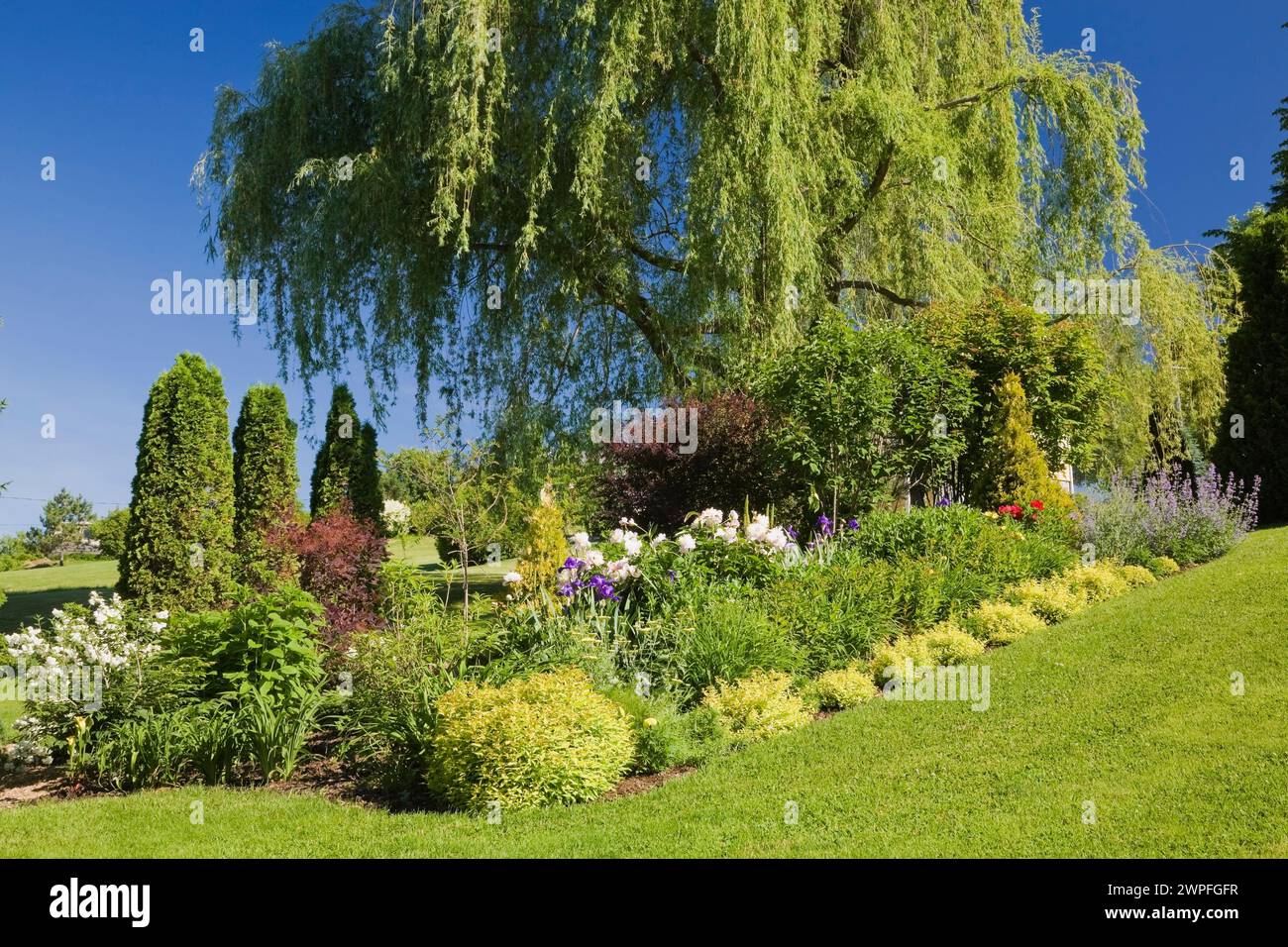 Spiraea japonica 'Gold Flame' - Spirea shrubs, pink Paeonia - Peony ...