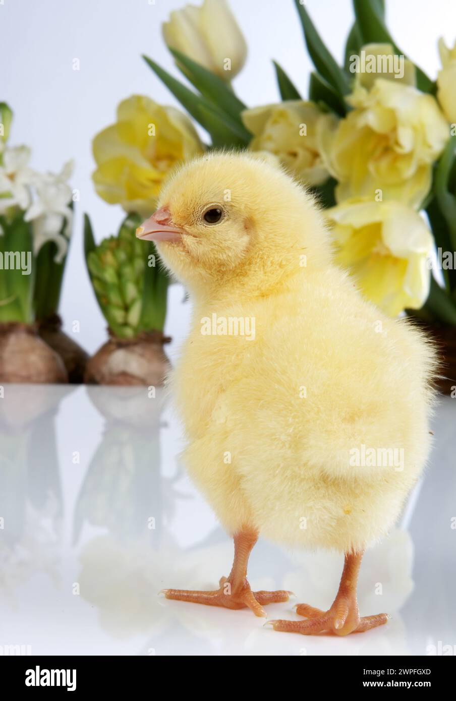 Little yellow easter chick walking towards a few spring flowers Stock ...