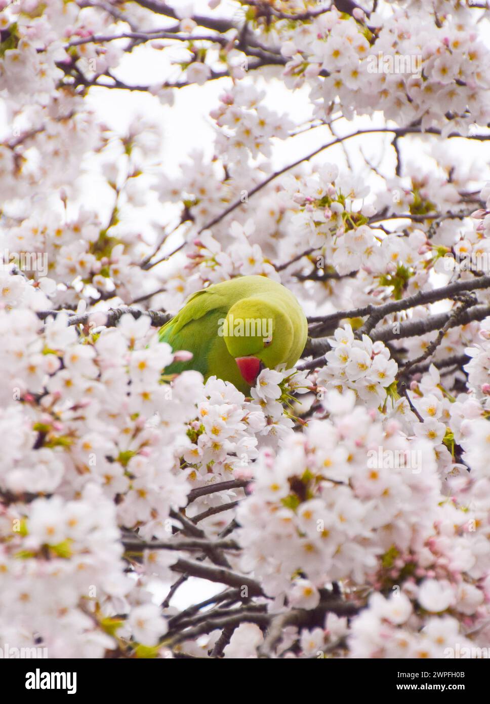 London, UK. 7th March 2024. A ring-necked parakeet, also known as rose ...