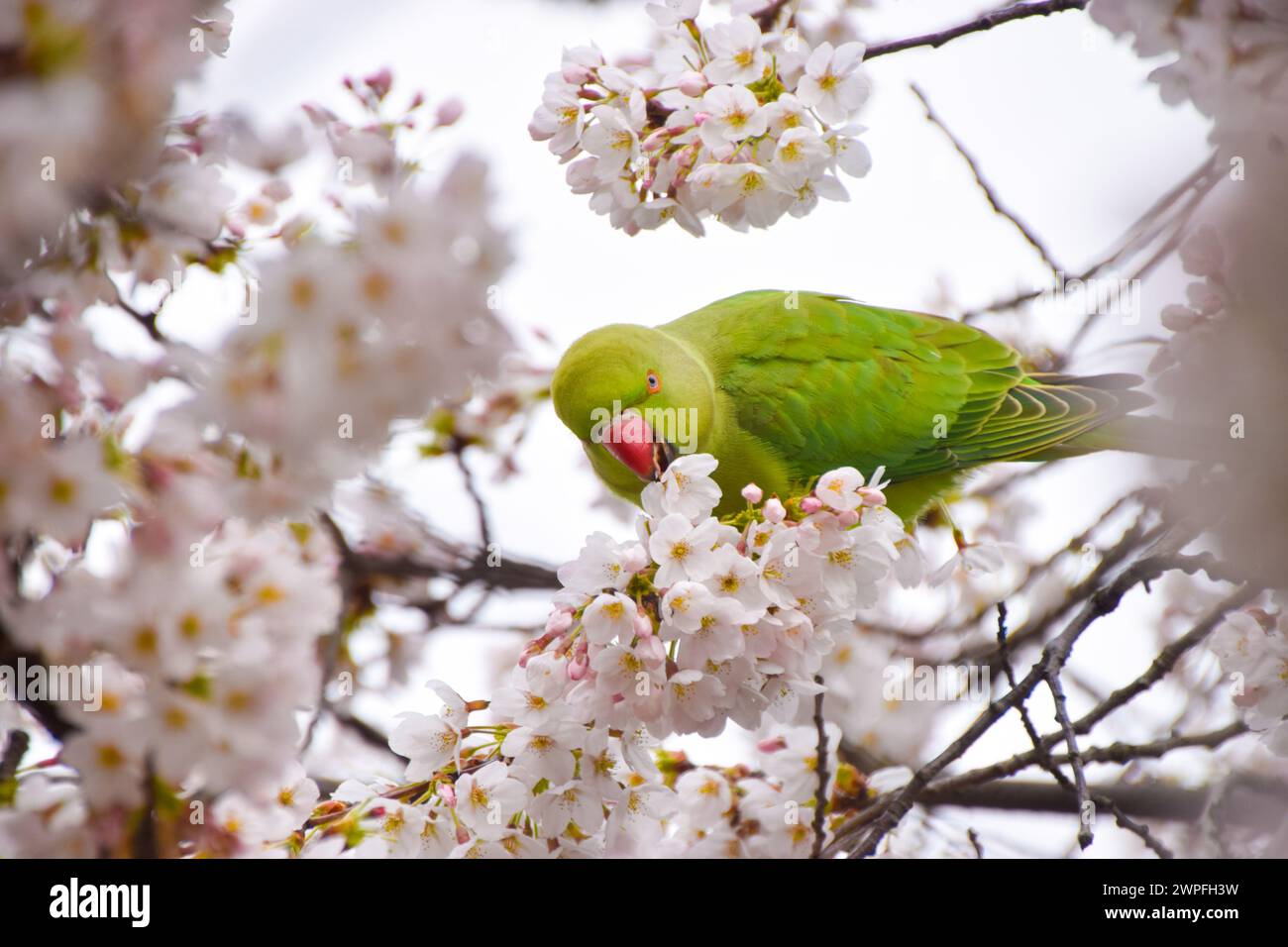 London, UK. 7th March 2024. A ring-necked parakeet, also known as rose ...